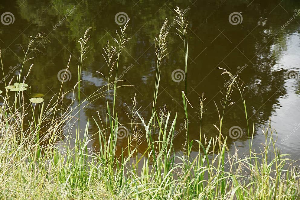 Summer Grass Over the Water. Stock Photo - Image of bright, lake: 65204400