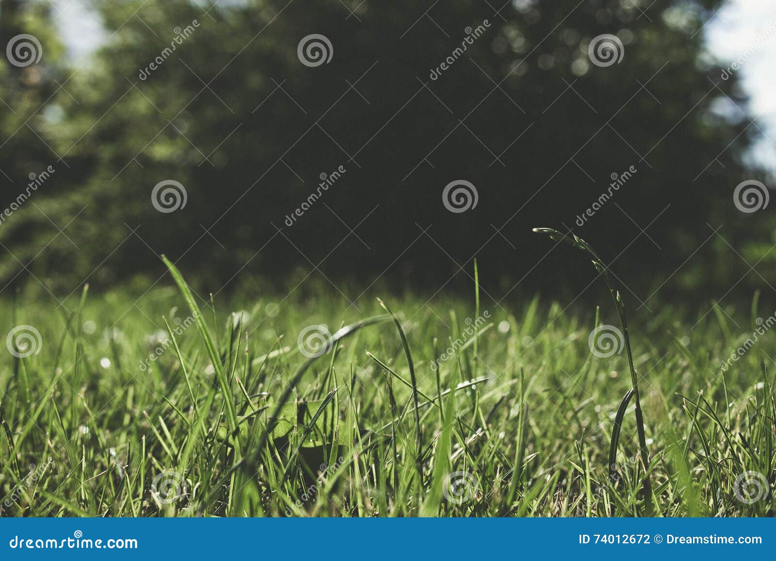 Summer grass stock photo. Image of warm, sunlight, nature - 74012672