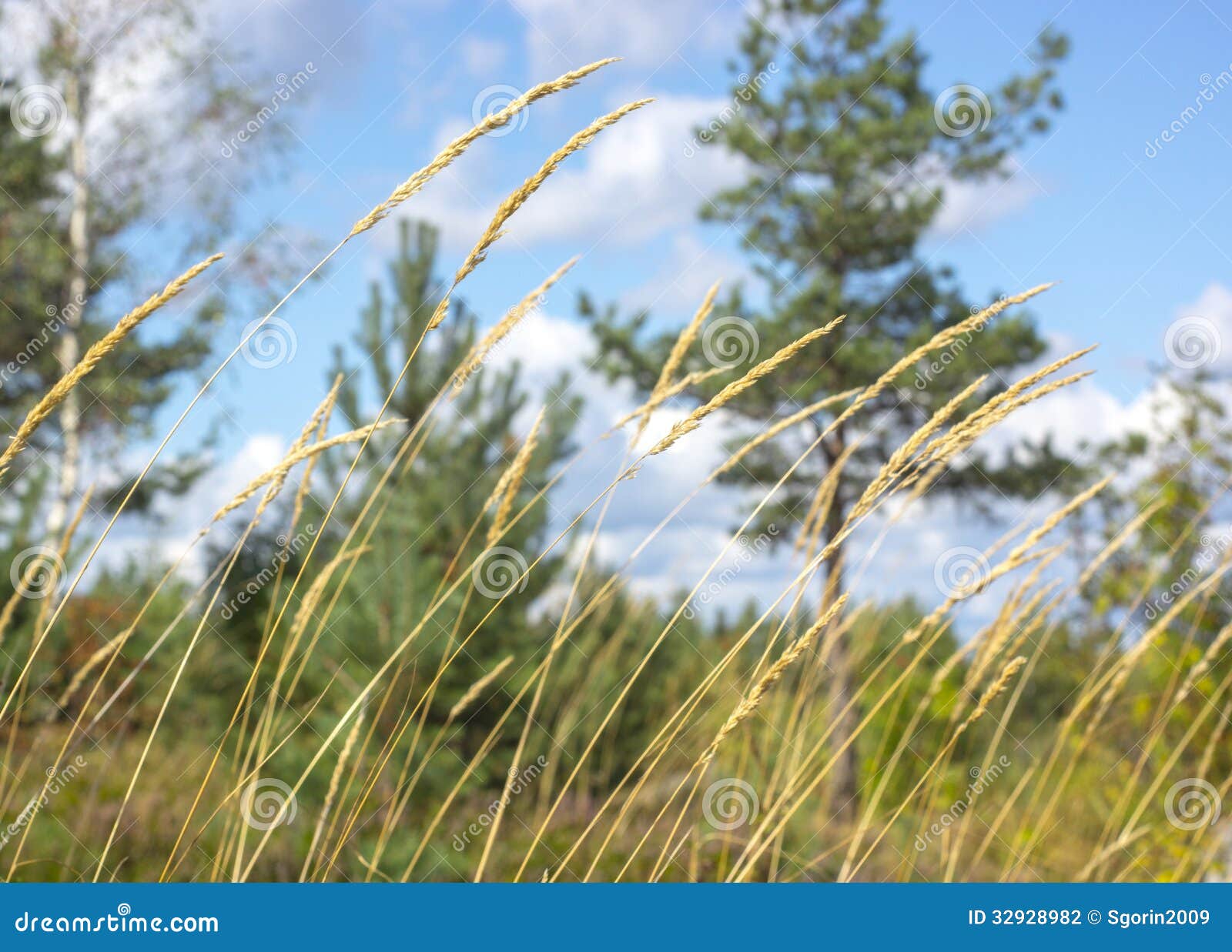 Summer Grass Swaying in the Wind Stock Photo - Image of summer, windy ...