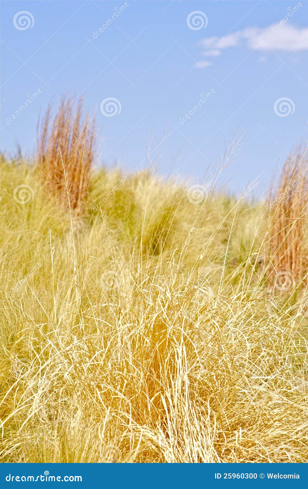 Summer Grasses stock photo. Image of botanical, specie - 25960300