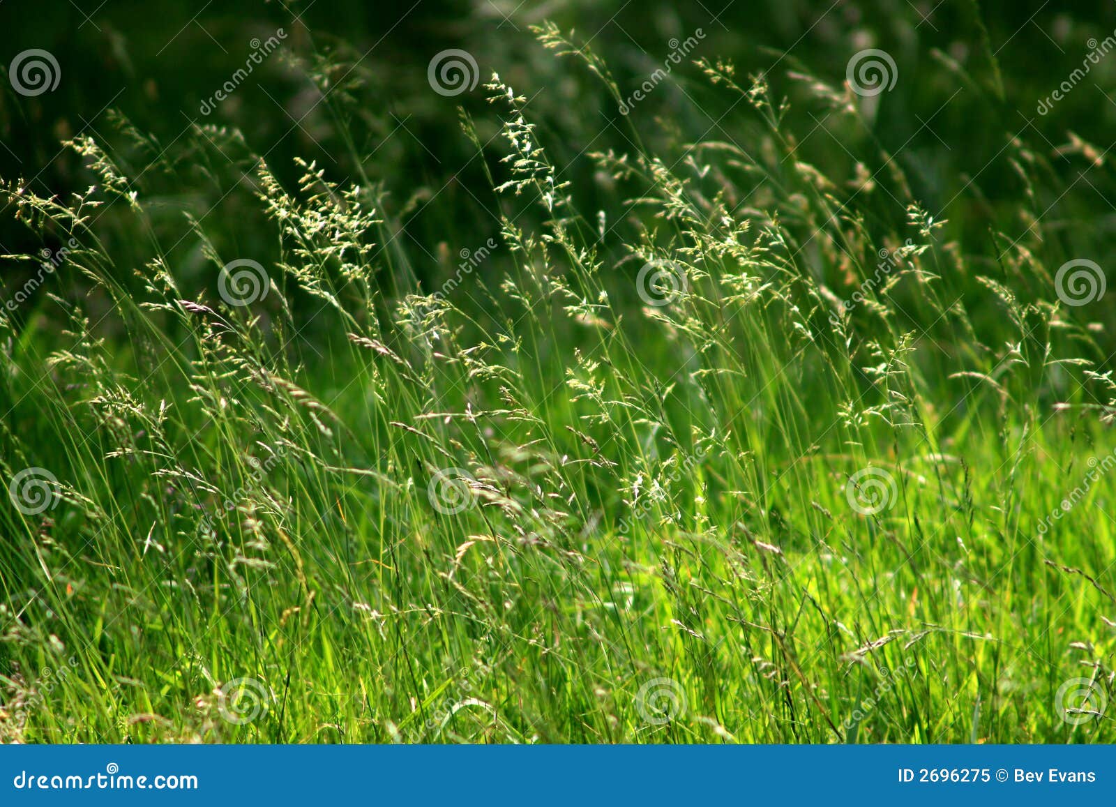 Summer grasses stock image. Image of grazing, pasture - 2696275