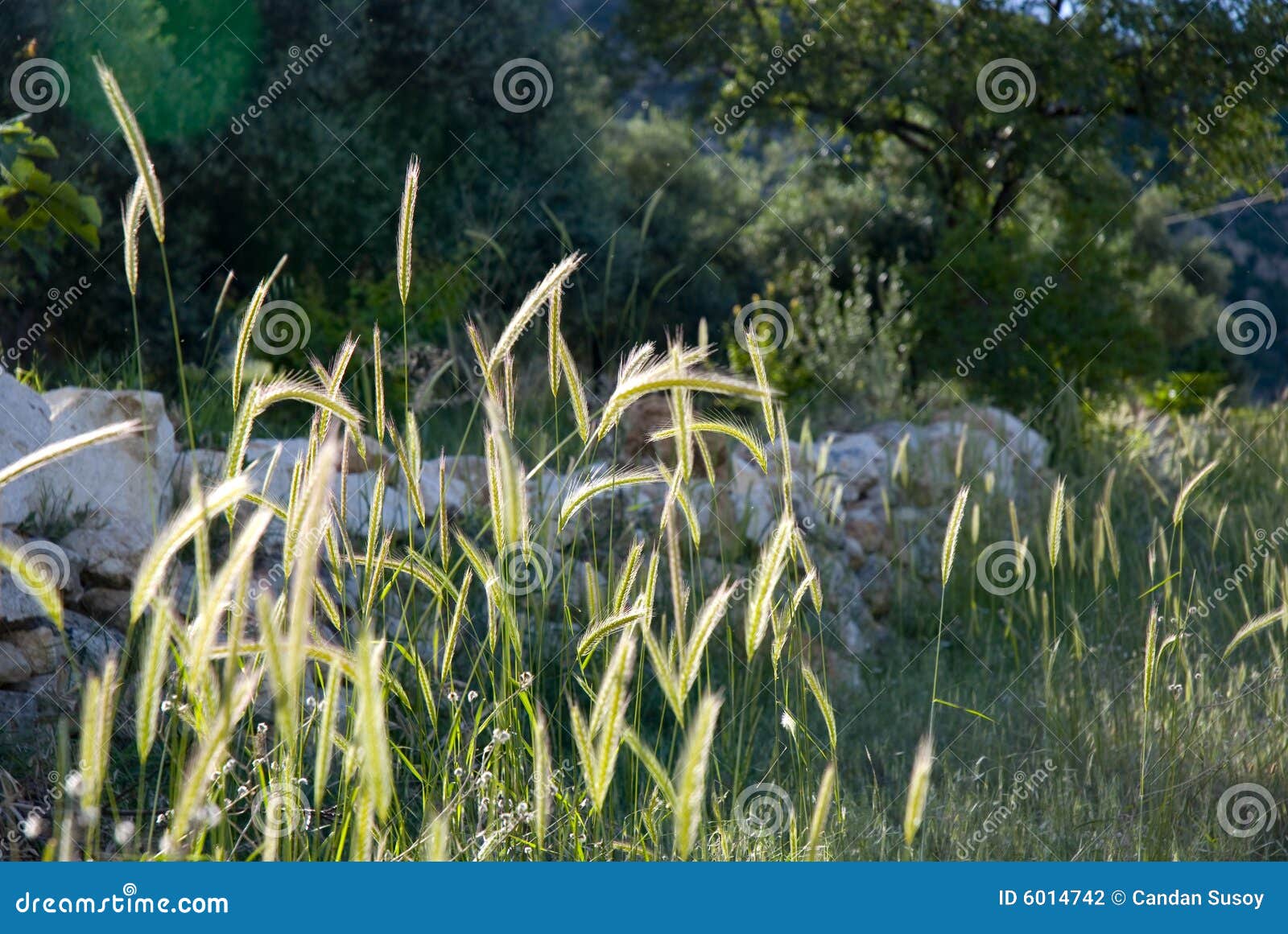 Summer grasses... stock photo. Image of beauty, grass - 6014742