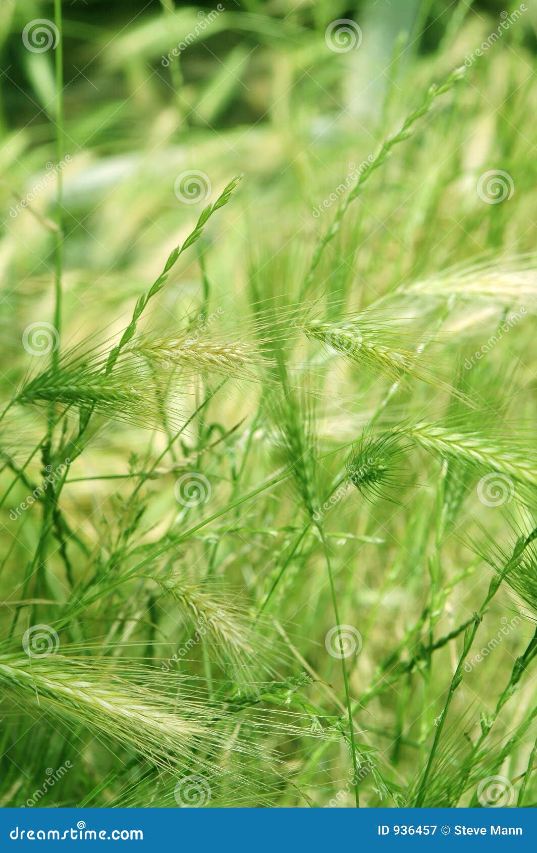 Summer Grasses stock image. Image of plant, fields, seasons - 936457
