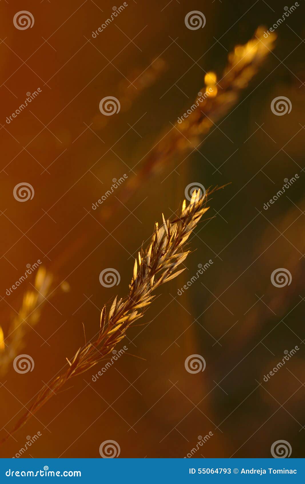 Summer Grasses stock image. Image of warm, meadow, detail - 55064793