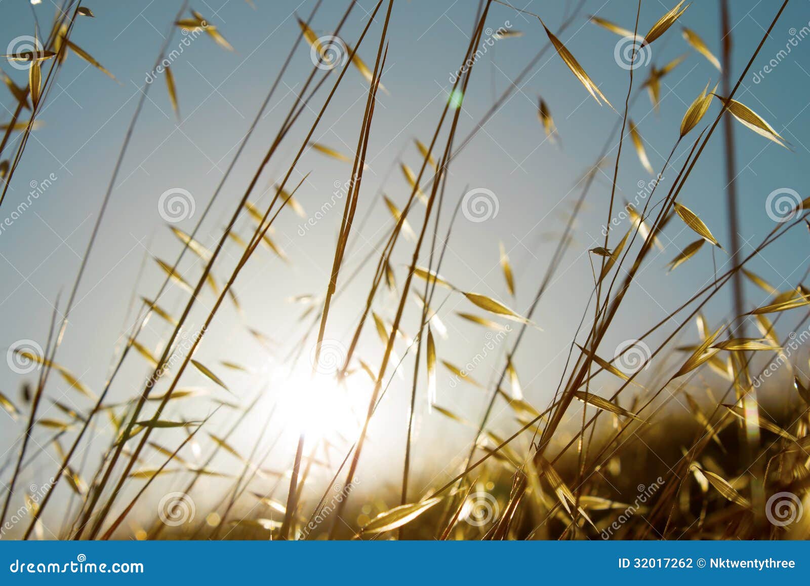 Summer grasses stock photo. Image of positive, grass - 32017262
