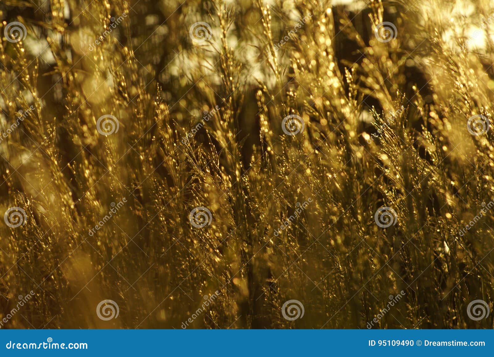 Summer grasses stock photo. Image of meadow, flower, rostovondon - 95109490