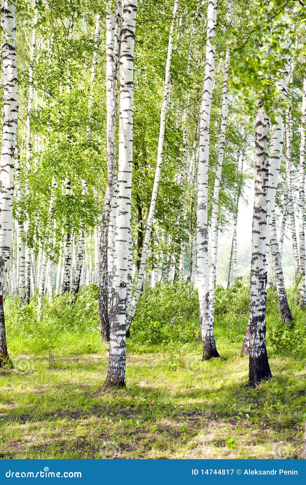 Summer green birch forest stock image. Image of front - 14744817