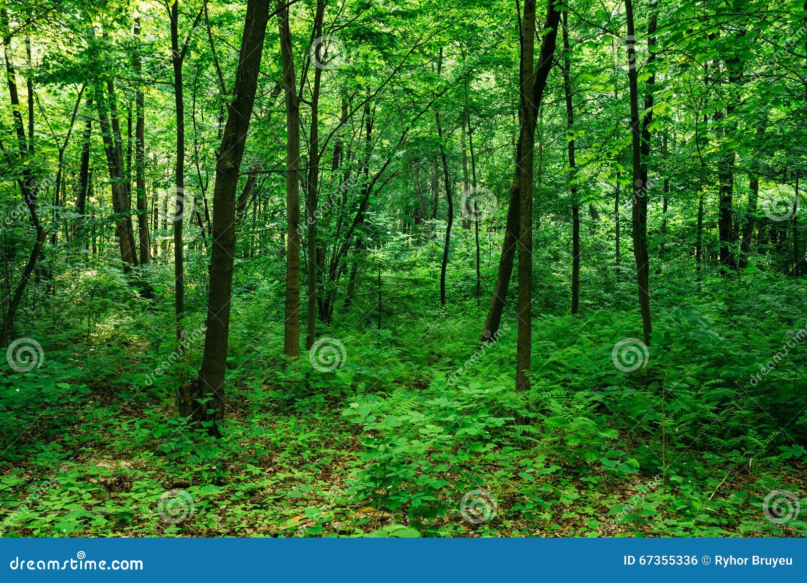 Temperate Deciduous Forest Summer