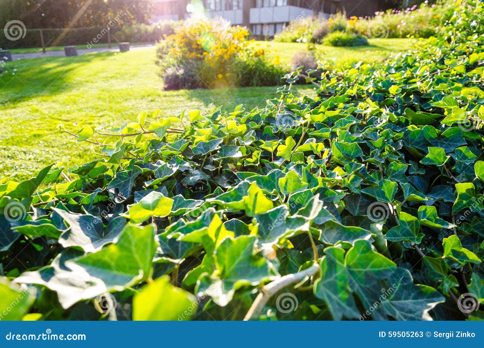Summer green stock image. Image of strasbourg, france - 59505263