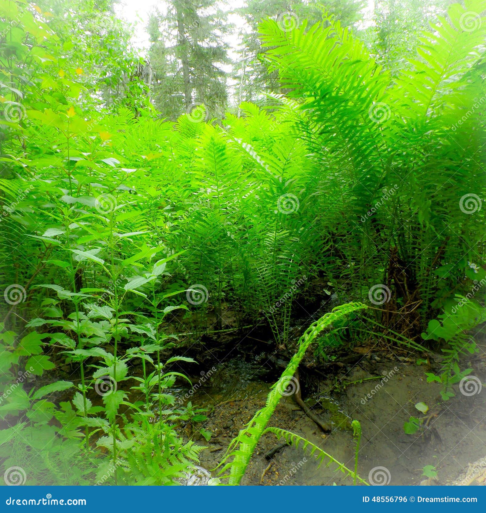 Summer green ferns editorial photo. Image of frosty, yard - 48556796