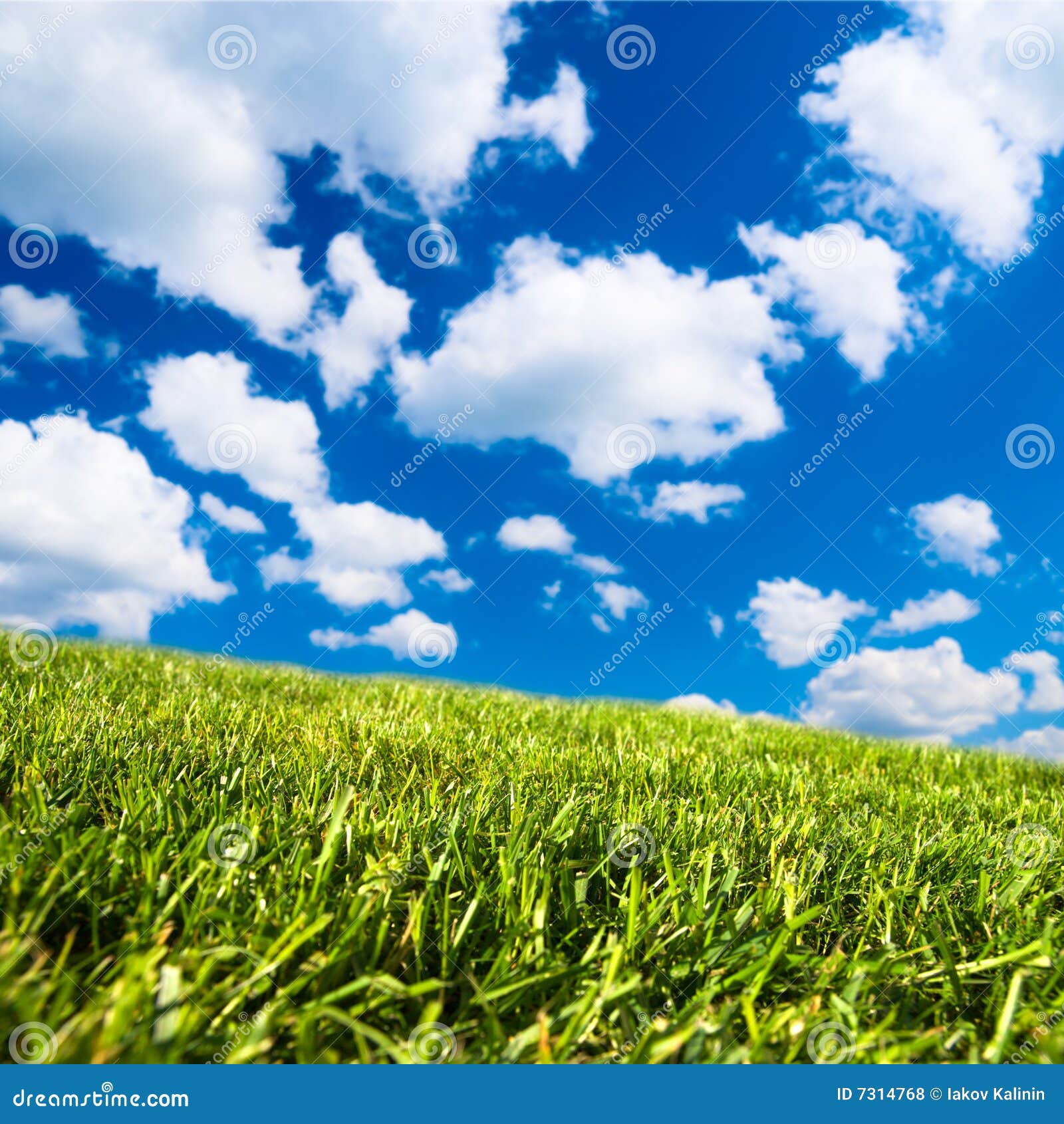 Summer green field stock photo. Image of grass, land, natural - 7314768