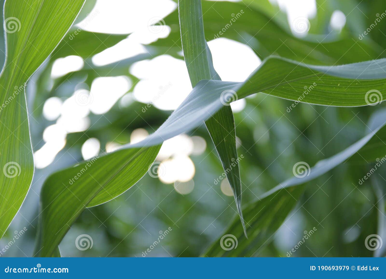 Summer field sun sky corn stock image. Image of farming - 190693979