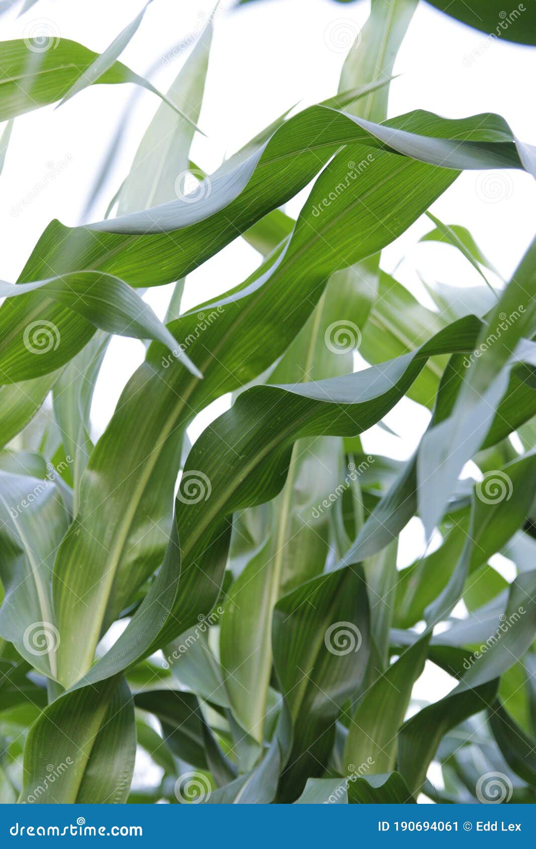 Summer field sun sky corn stock image. Image of organic - 190694061