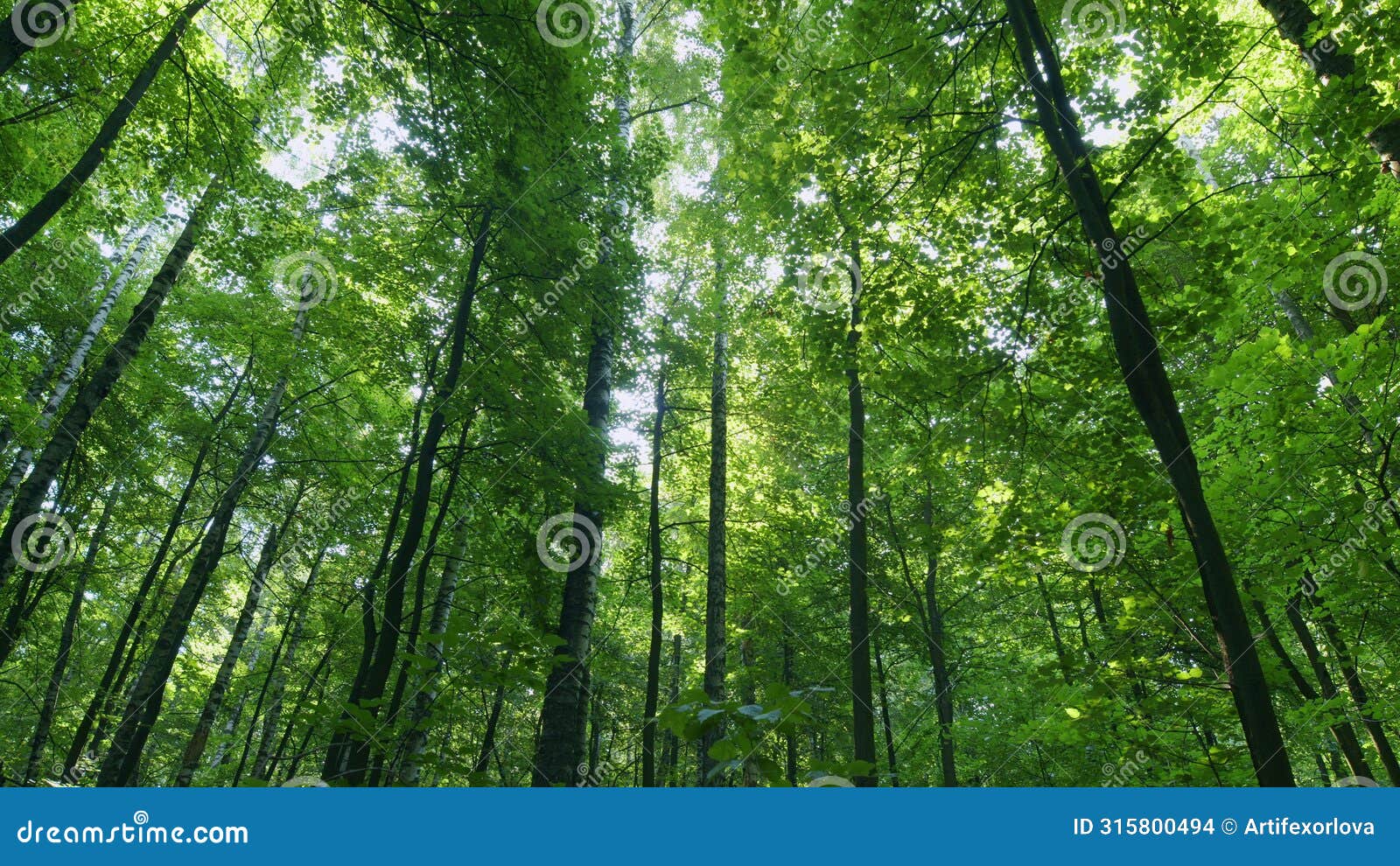 Summer Green Forest with Birch Trees. Panorama of a Green Summer Forest ...