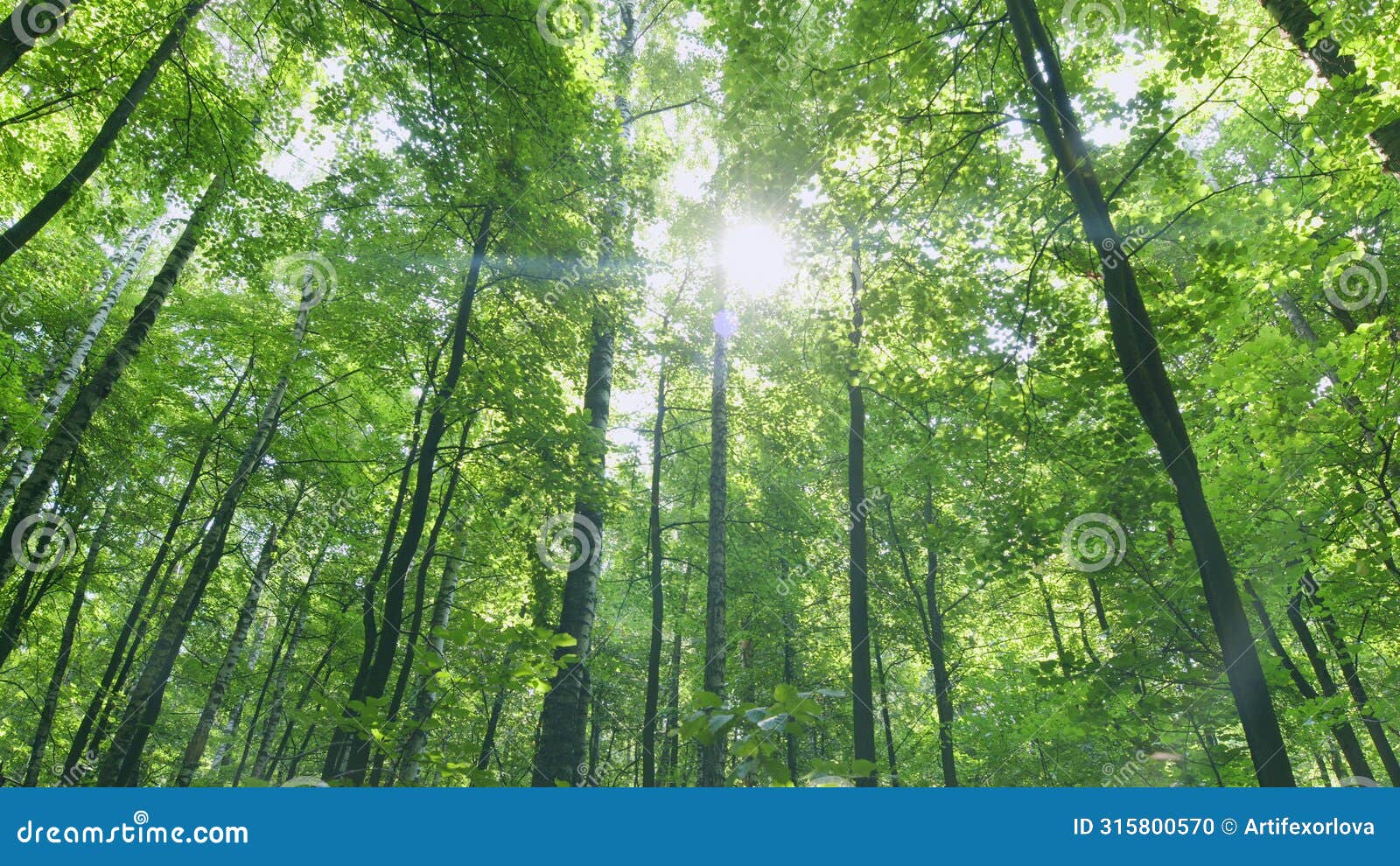 Summer Green Forest with Birch Trees. Panorama of a Green Summer Forest ...