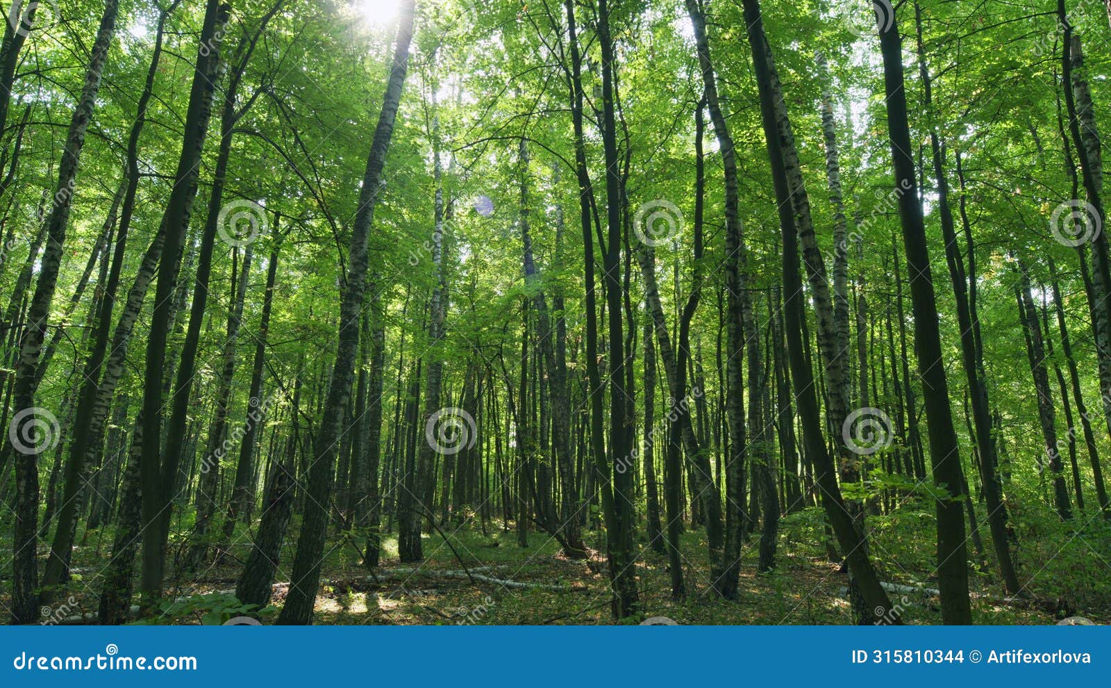 Summer Green Forest with Birch Trees. Panorama of a Green Summer Forest ...
