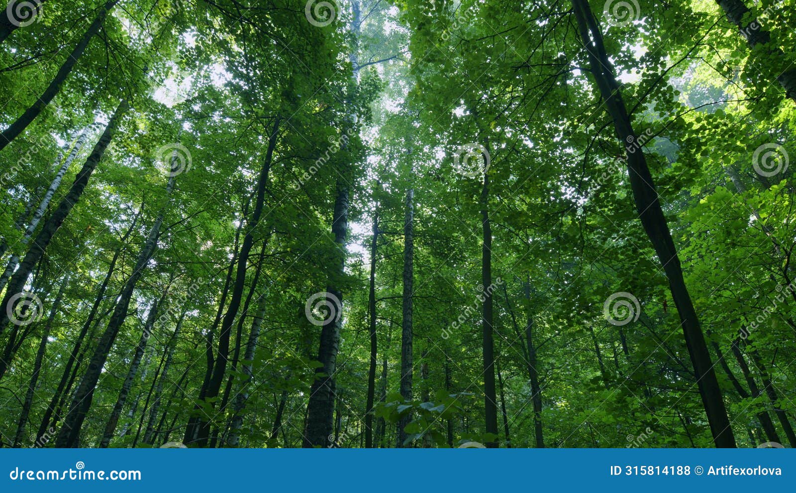 Summer Green Forest with Birch Trees. Panorama of a Green Summer Forest ...