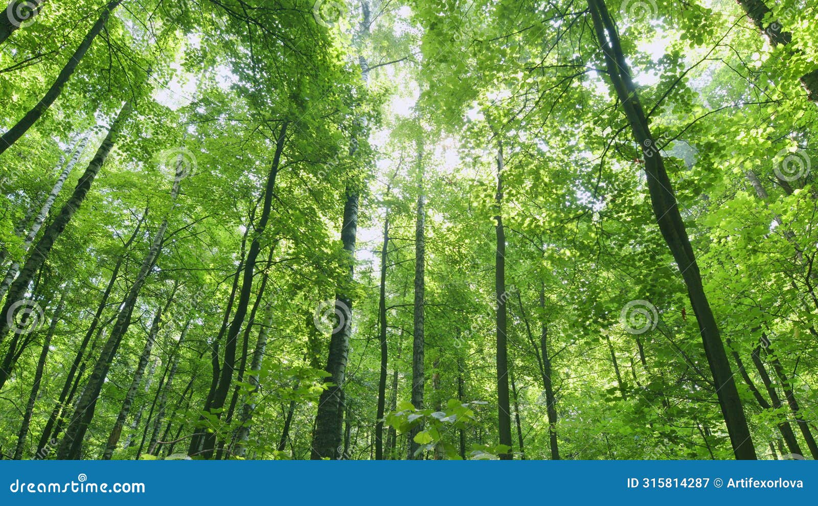 Summer Green Forest with Birch Trees. Panorama of a Green Summer Forest ...