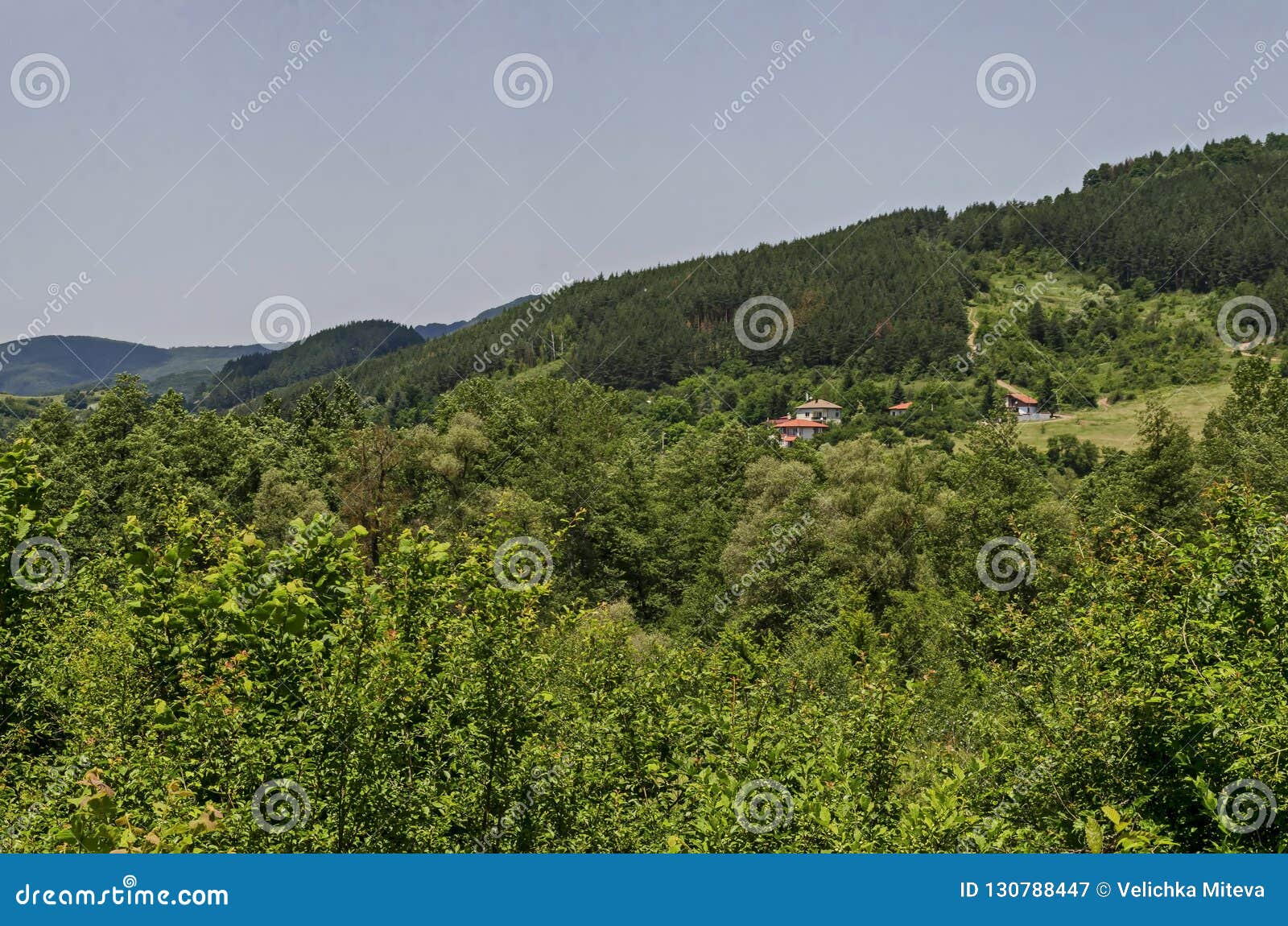 Summer Green Forest Glade Valley And Residential District In The