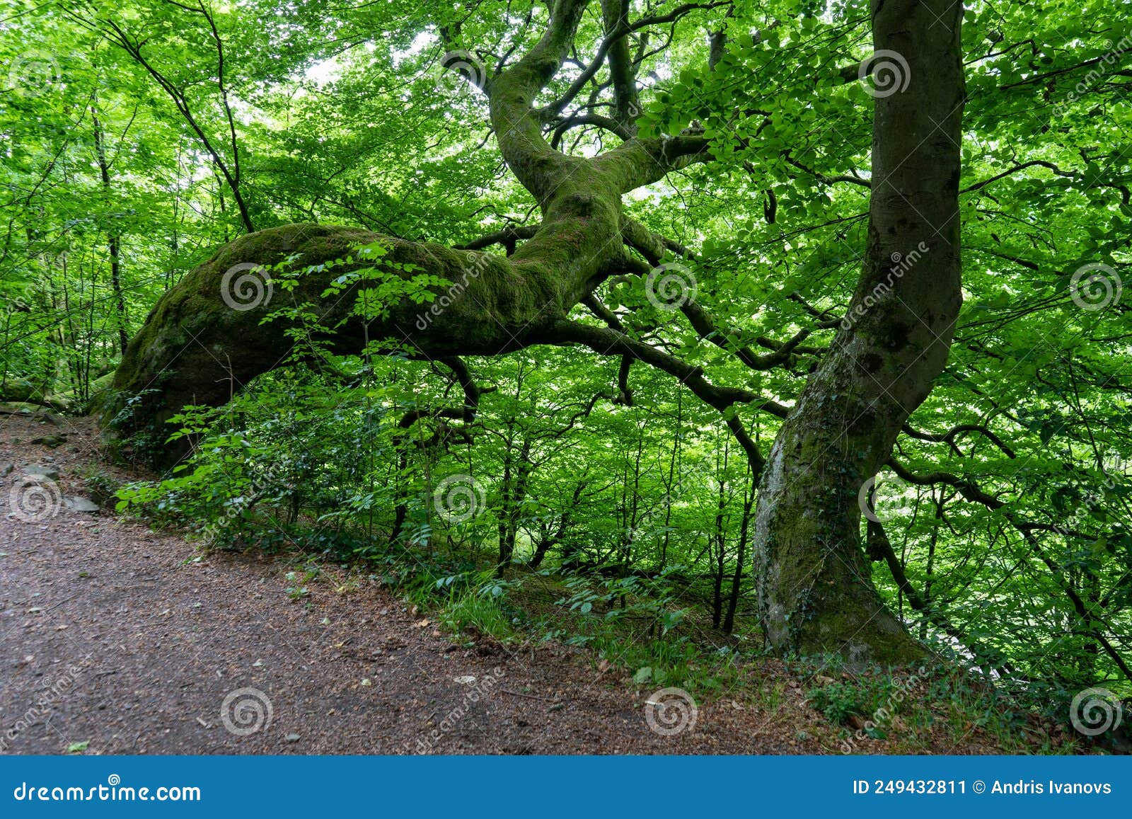 Summer green forest path stock image. Image of green - 249432811