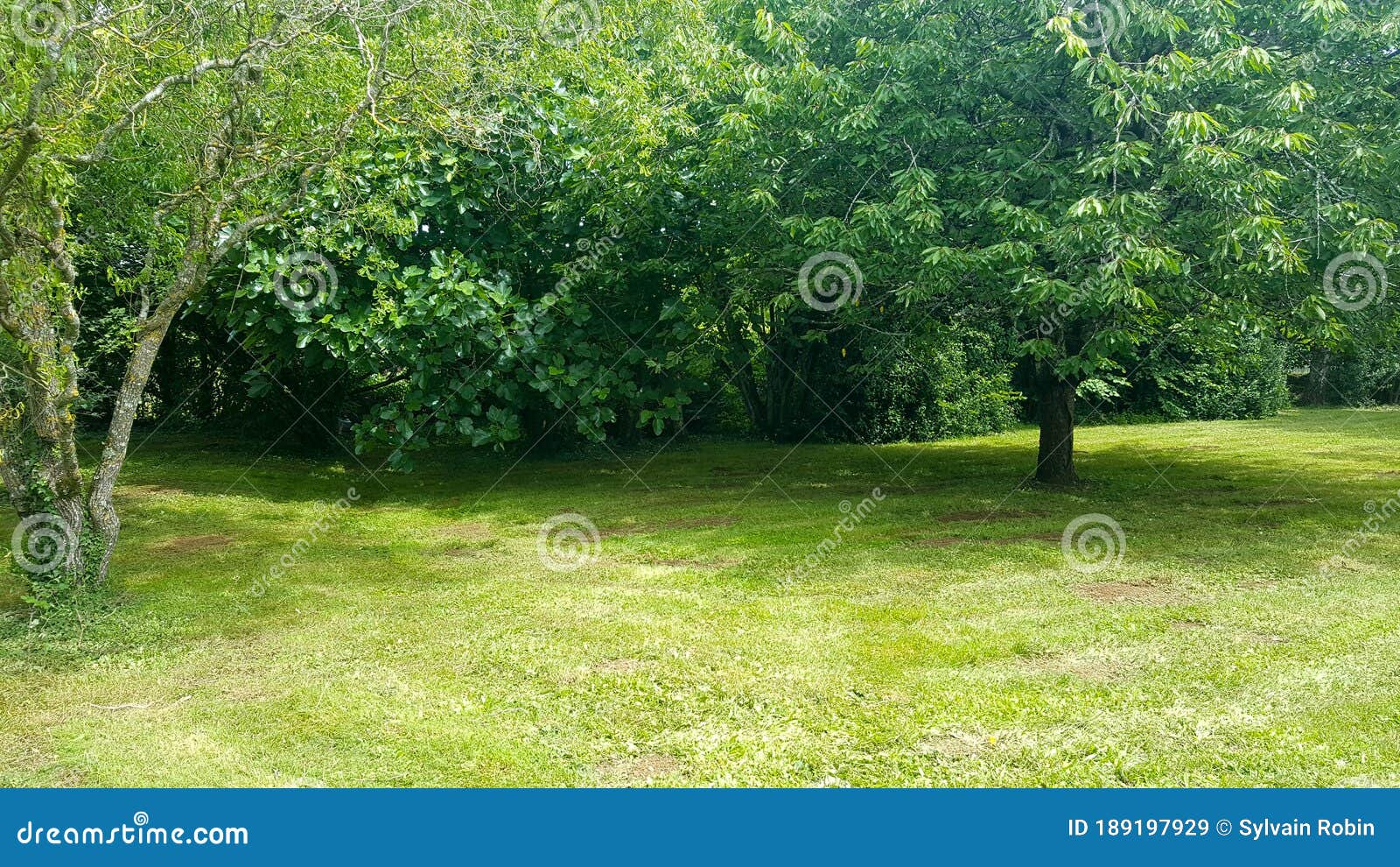 Summer Green Garden Park with Extensive Lawns Stock Image - Image of ...