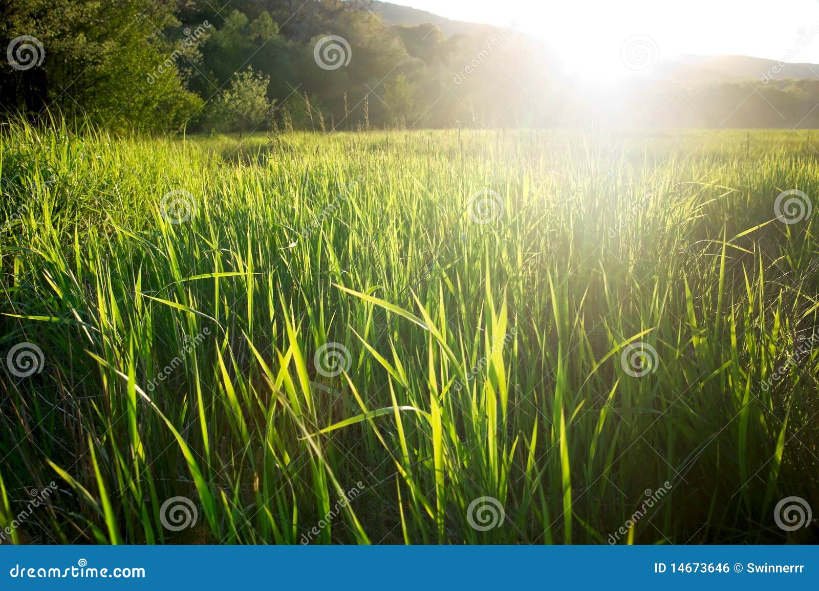 Summer green grass stock photo. Image of summer, freshness - 14673646