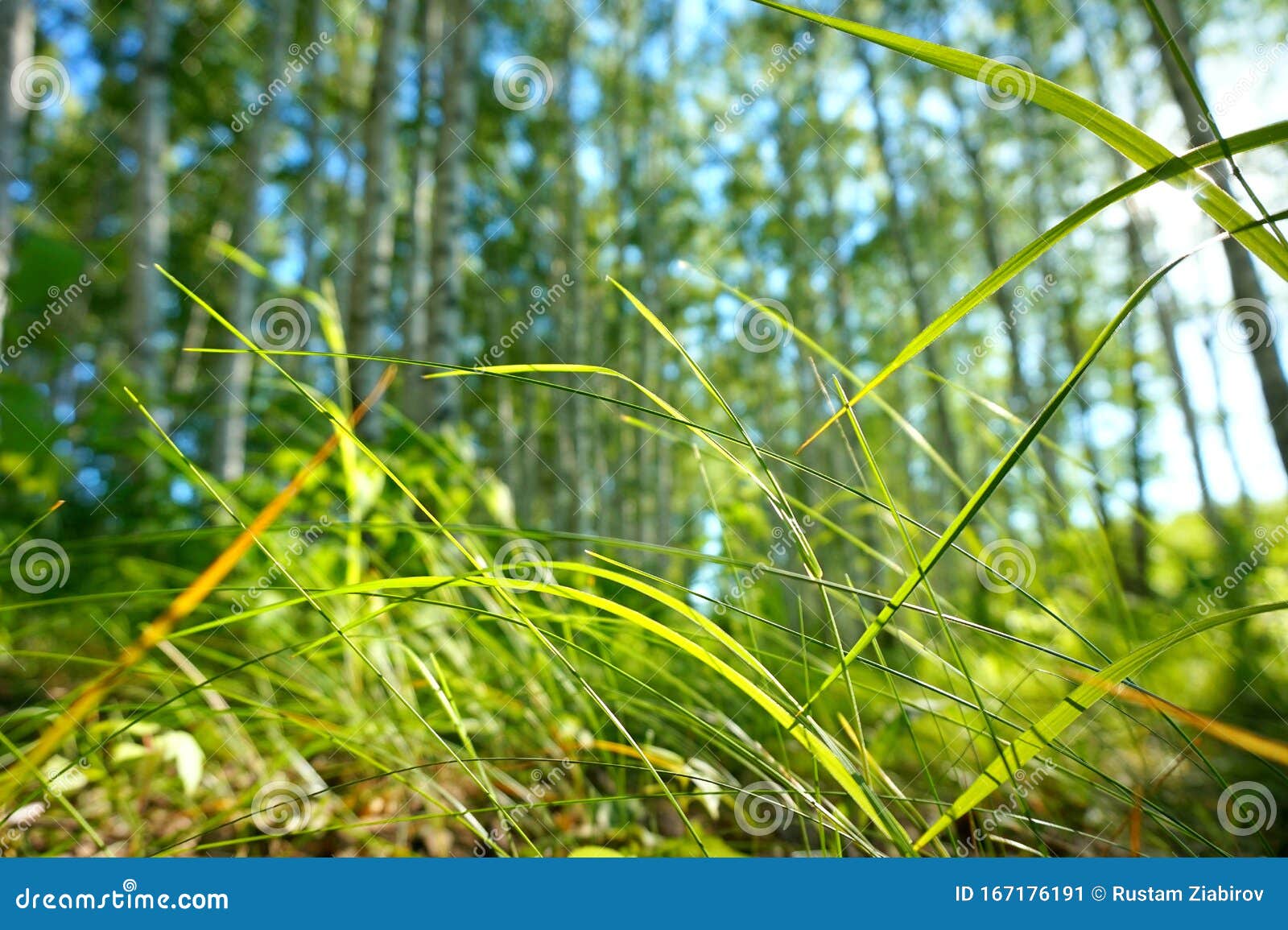 Summer, green grass stock image. Image of summer, lawn - 167176191