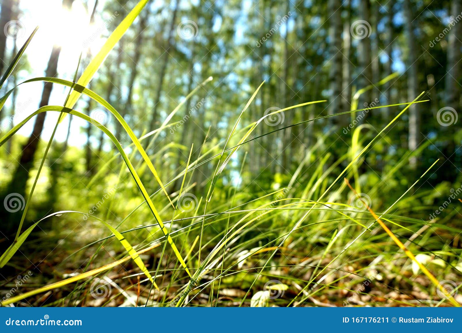 Summer, green grass stock image. Image of environment - 167176211