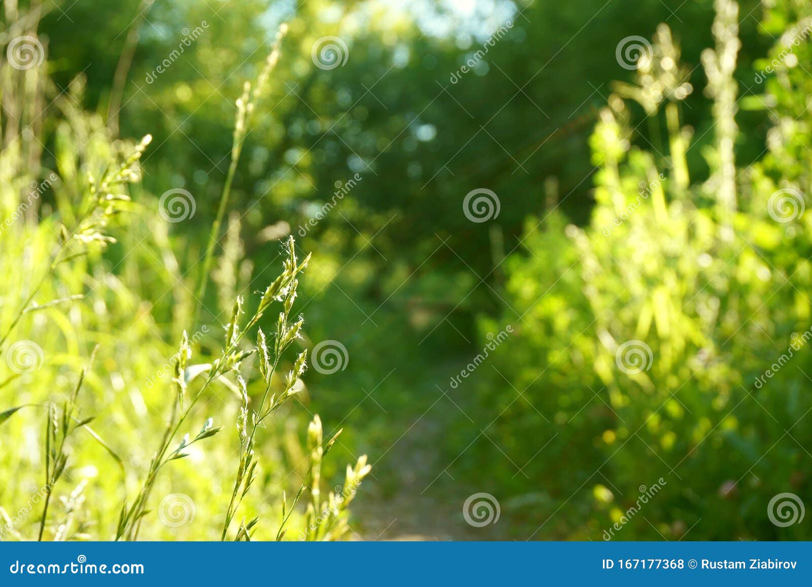 Summer, green grass stock photo. Image of nature, landscapes - 167177368