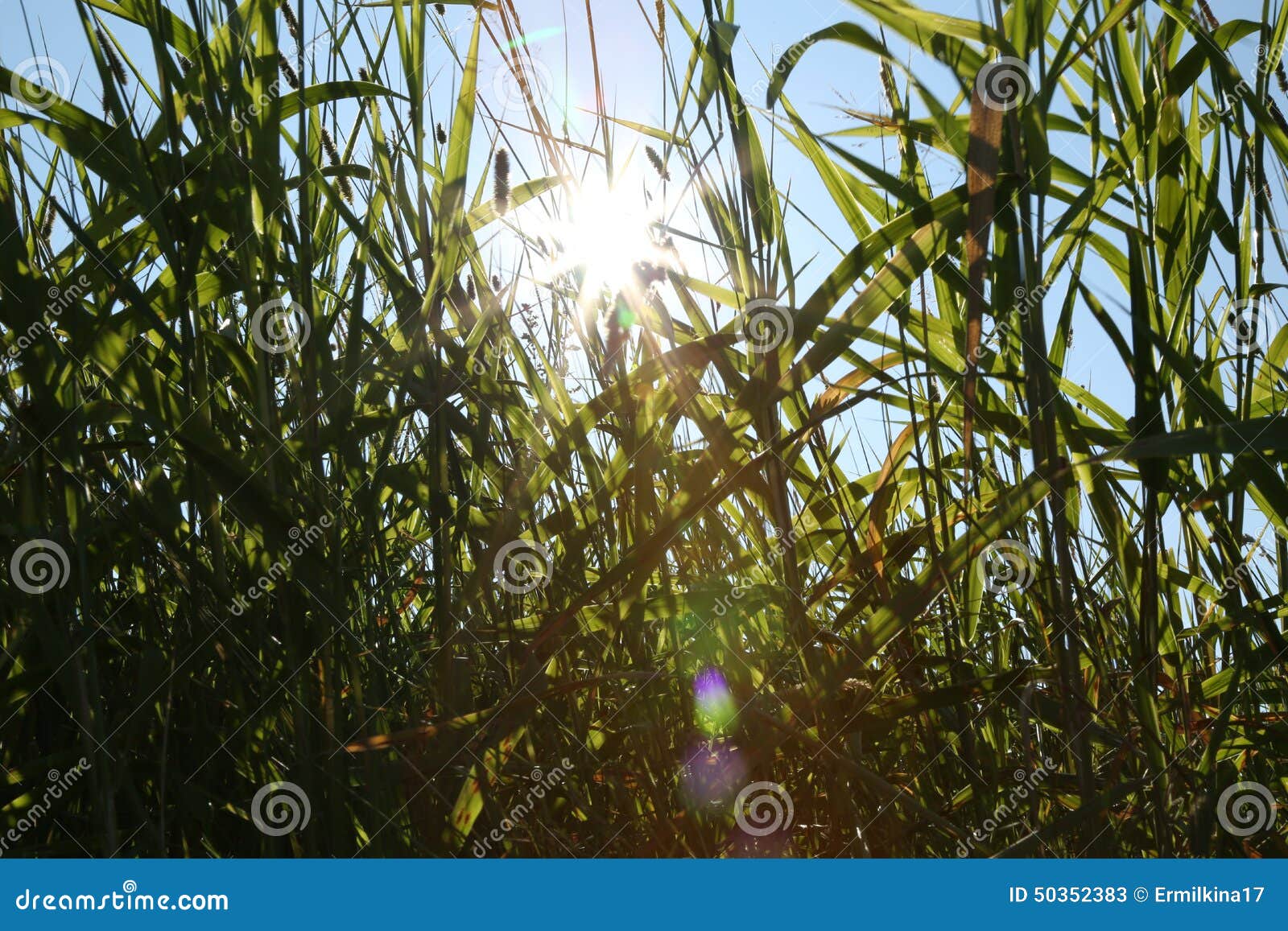 Summer green grass stock image. Image of nature, tenderness - 50352383