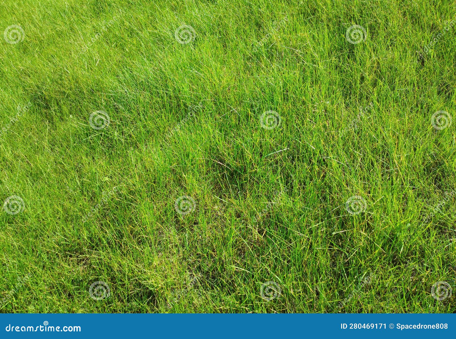 Summer Green Grass Texture Backdrop Stock Image - Image of dramatic ...