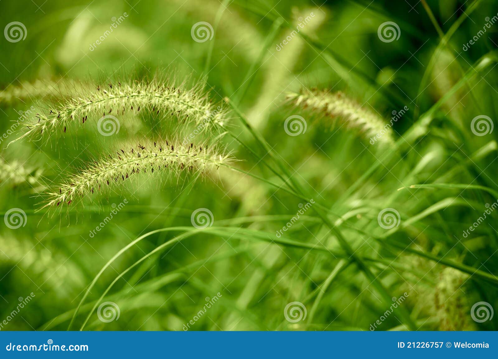 Summer Green Grasses stock image. Image of plants, summer - 21226757