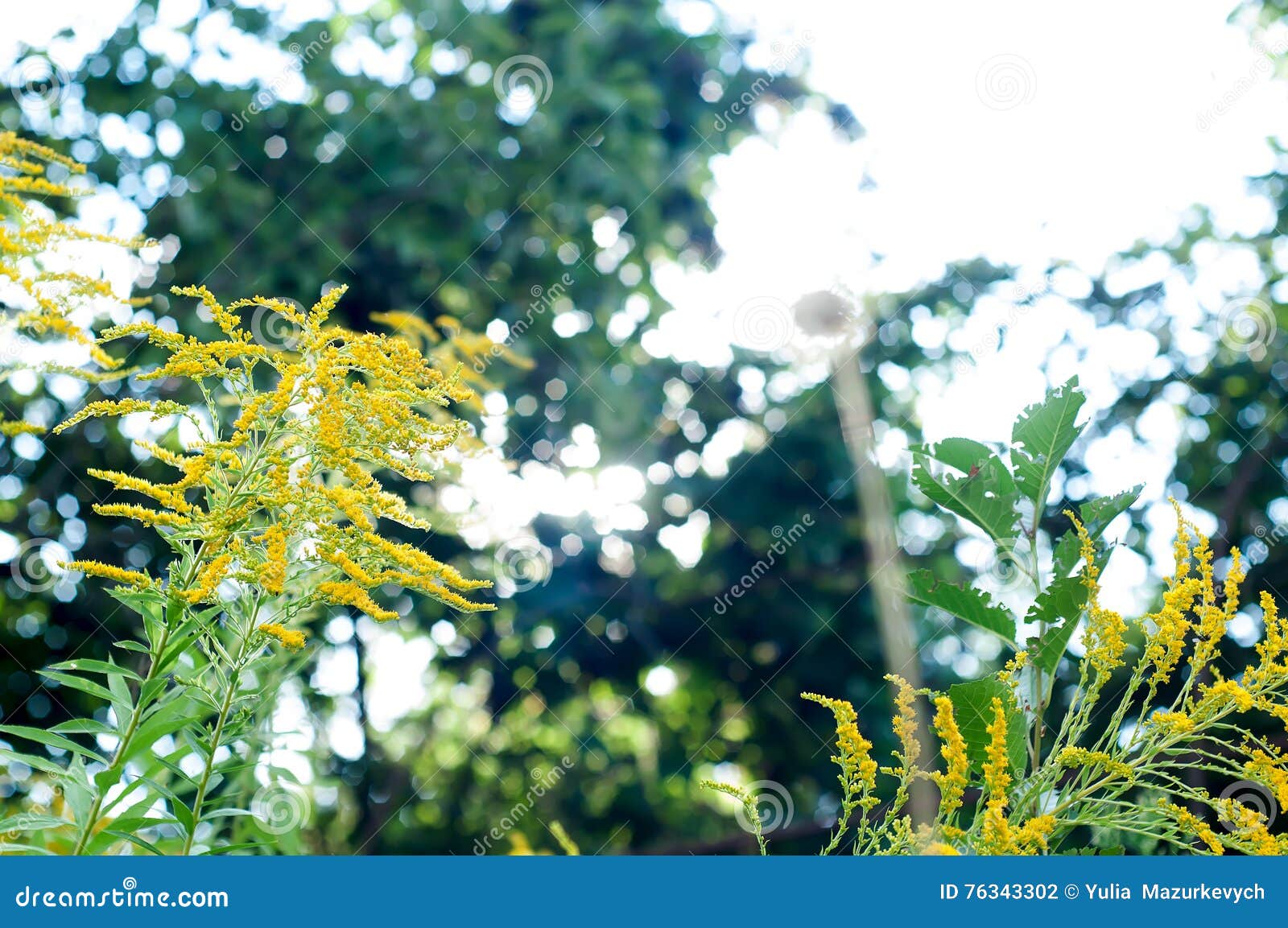 Summer Green Leaves on Background Stock Photo - Image of light ...