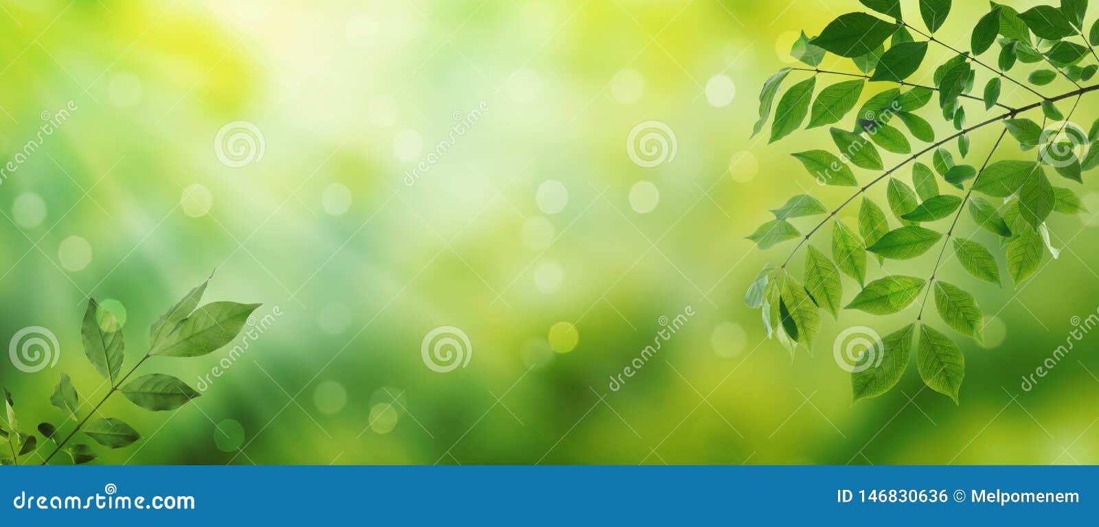 Summer green leaves stock photo. Image of forest, plant - 146830636