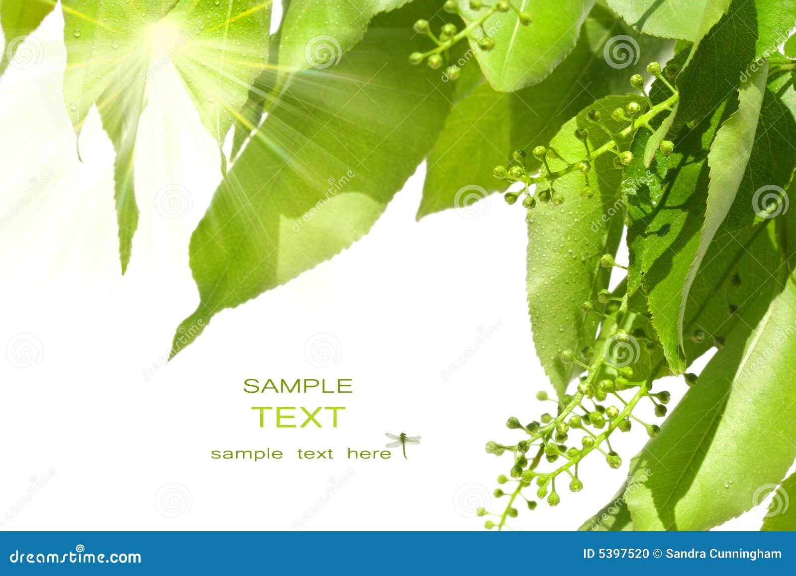 Summer Green Leaves with Sun Stock Photo - Image of light, growth: 5397520
