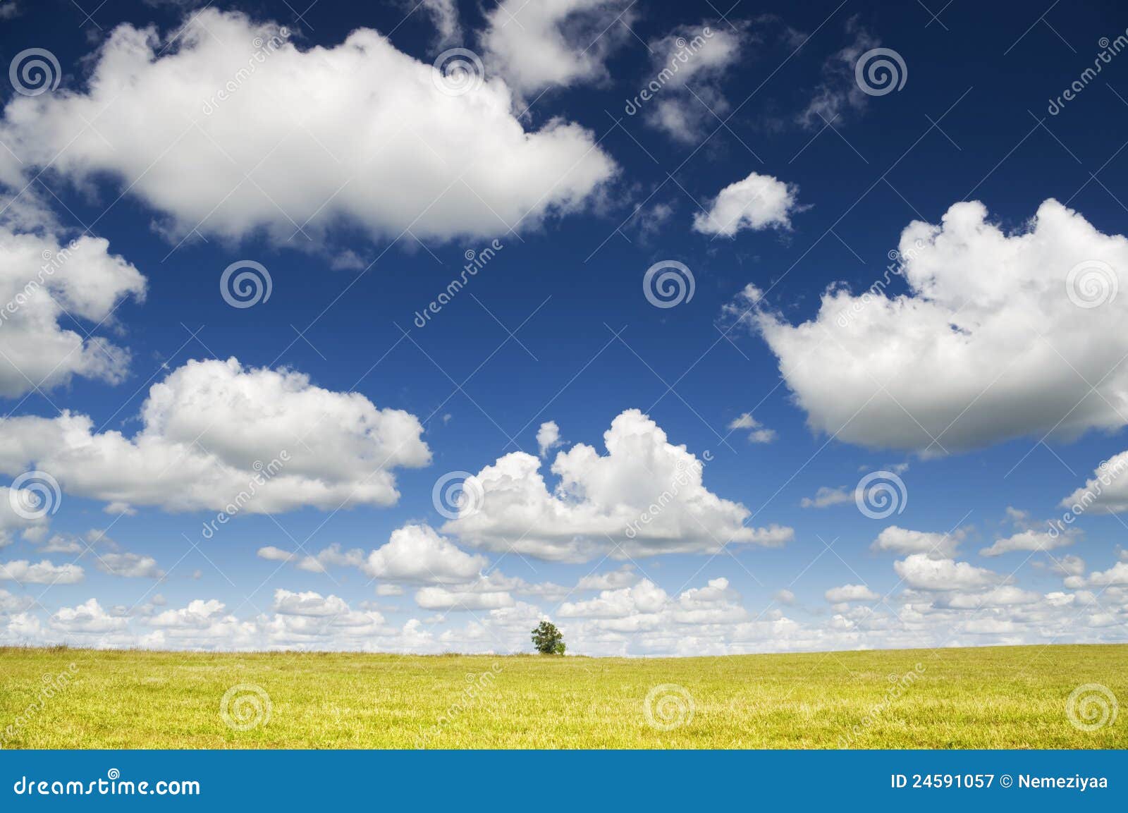Summer green meadow. stock image. Image of landscape - 24591057