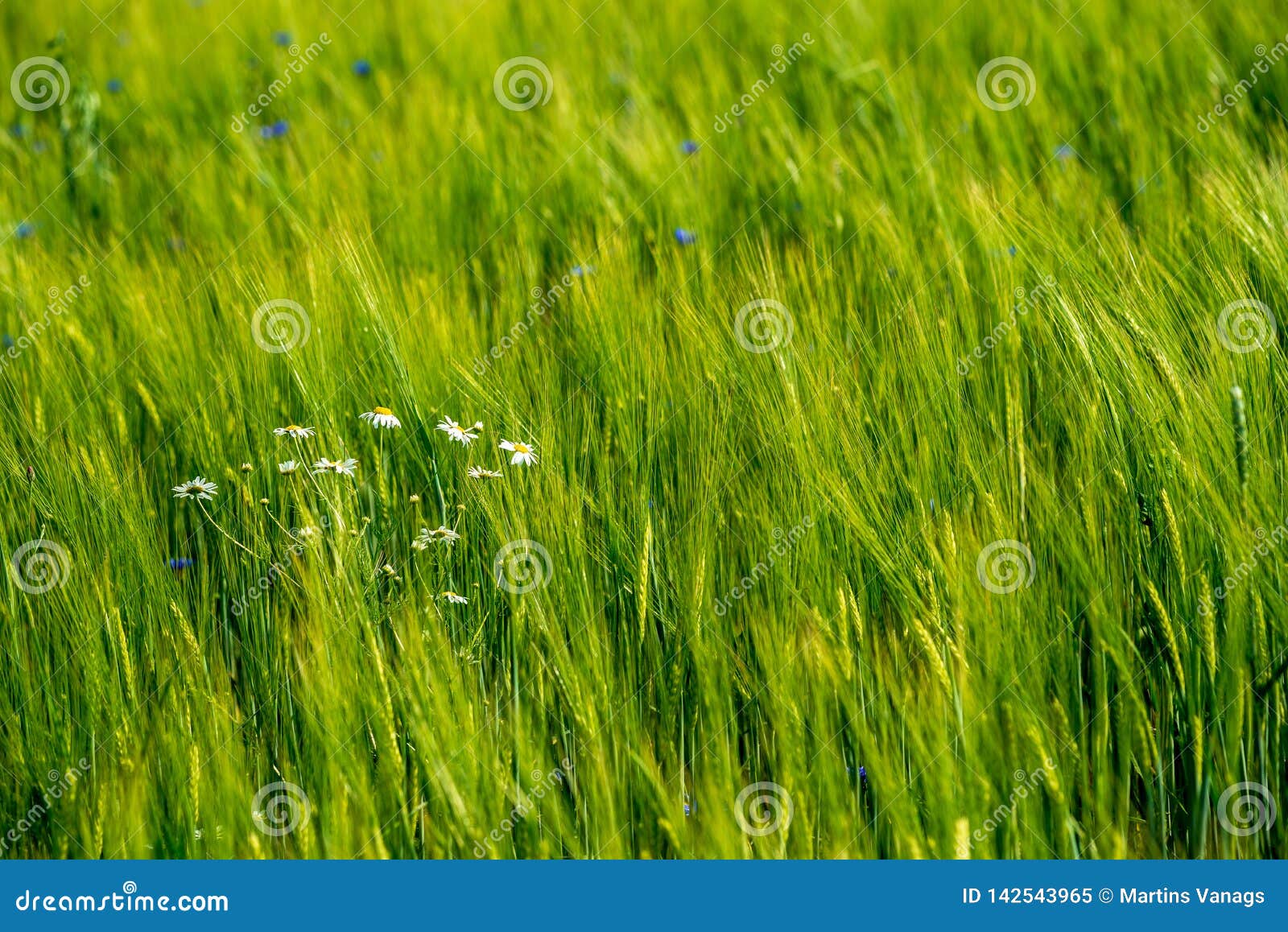 Summer Green Meadow with Random Flowers Blooming in Mid Summer Day ...