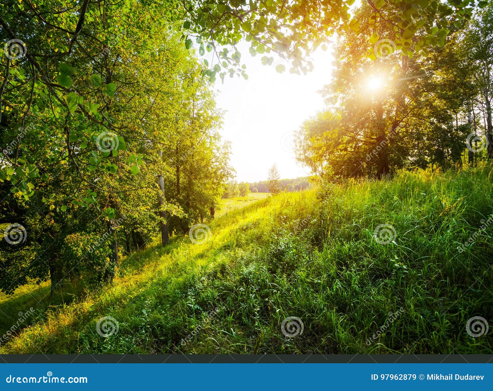 Summer green meadow stock image. Image of outdoors, deep - 97962879