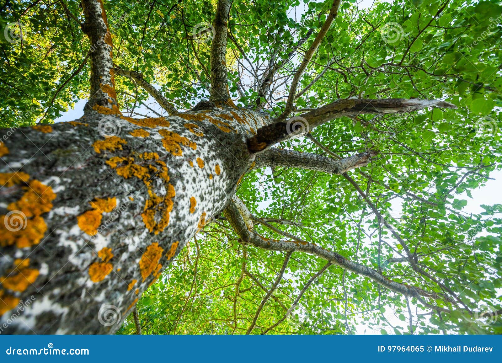 Summer green tree stock image. Image of grass, nature - 97964065