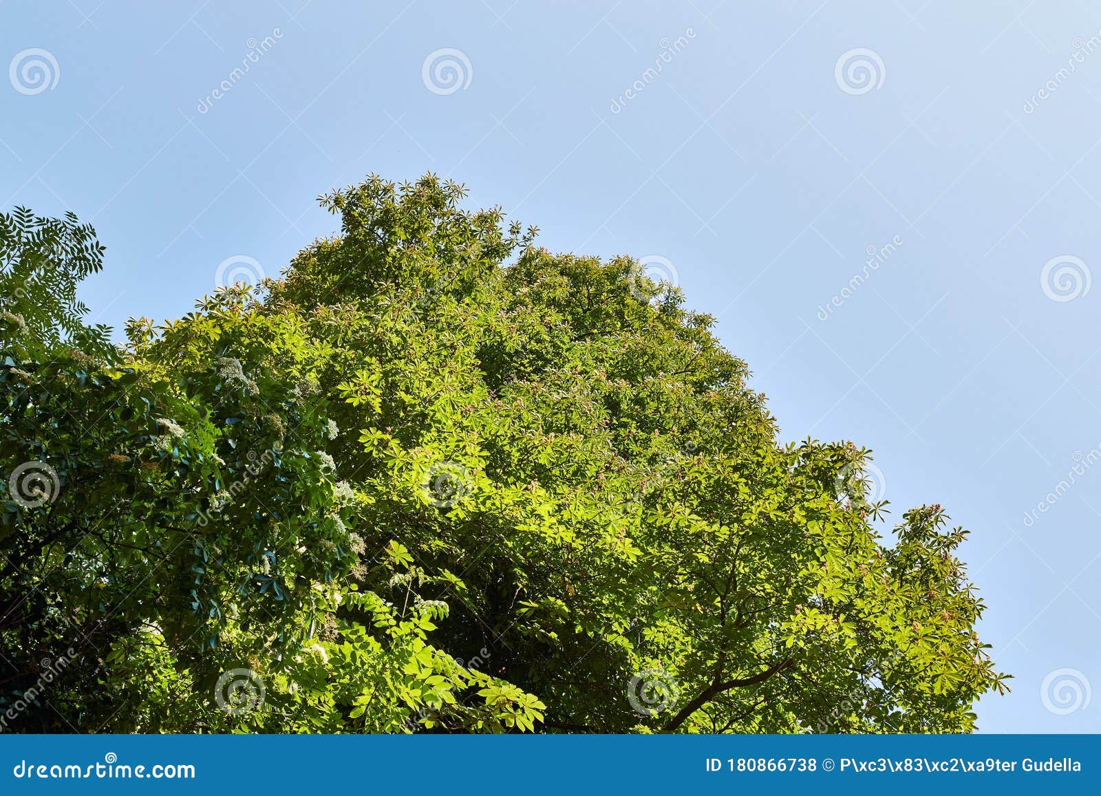 Summer Green Tree Leaves Top Stock Photo - Image of protection, blue ...