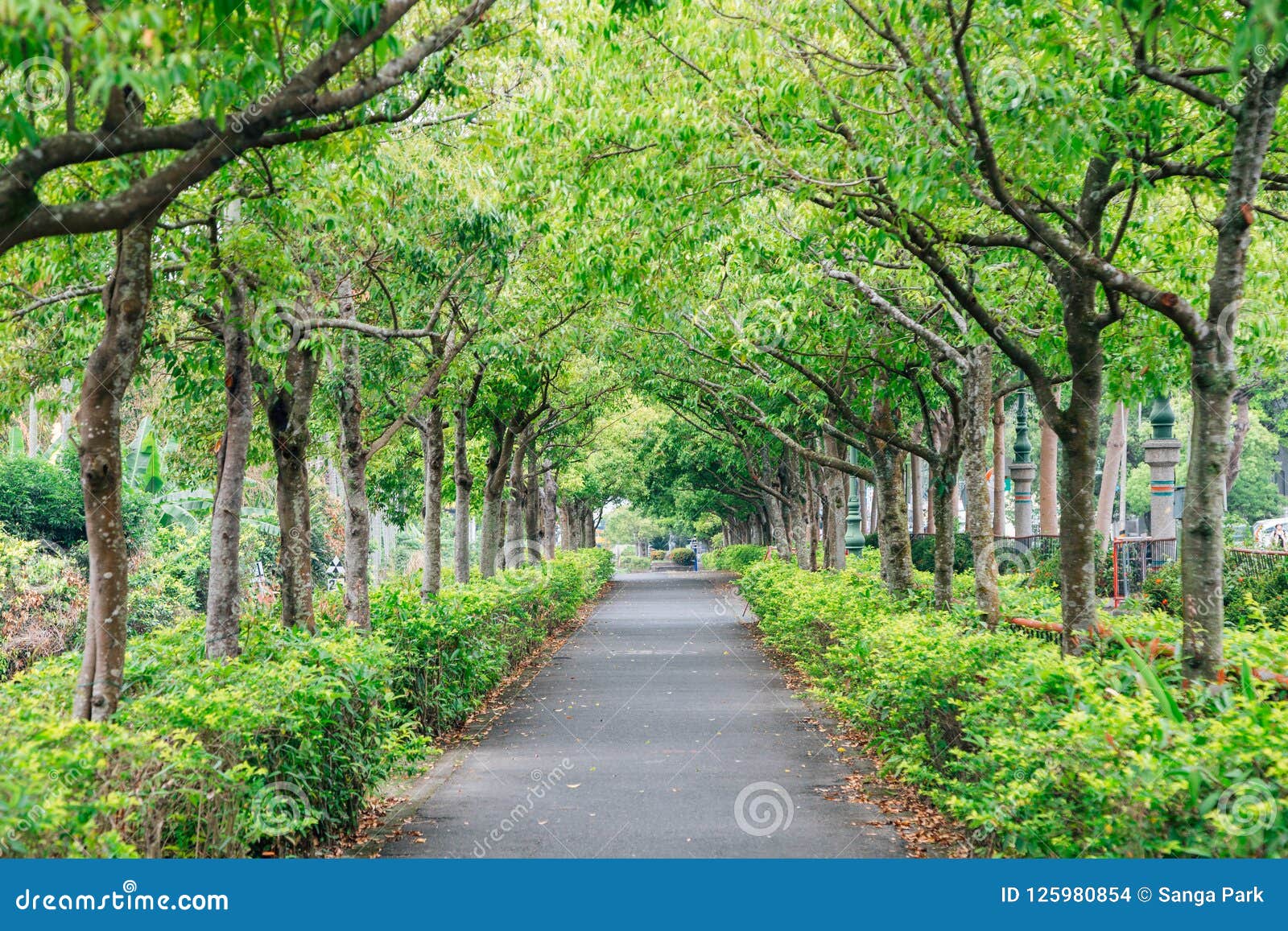 Road With Tree Tunnel Stock Photo | CartoonDealer.com #85452498