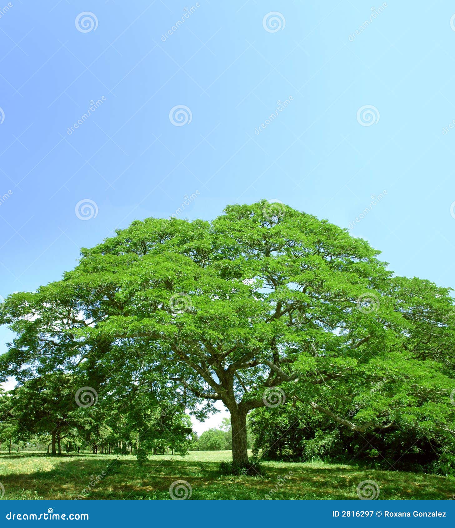 Summer green trees stock image. Image of pattern, greenery - 2816297