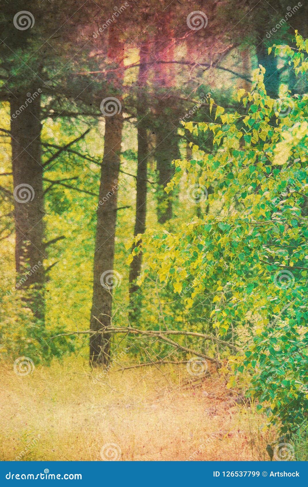 Green pine forest textured stock image. Image of branch - 126537799
