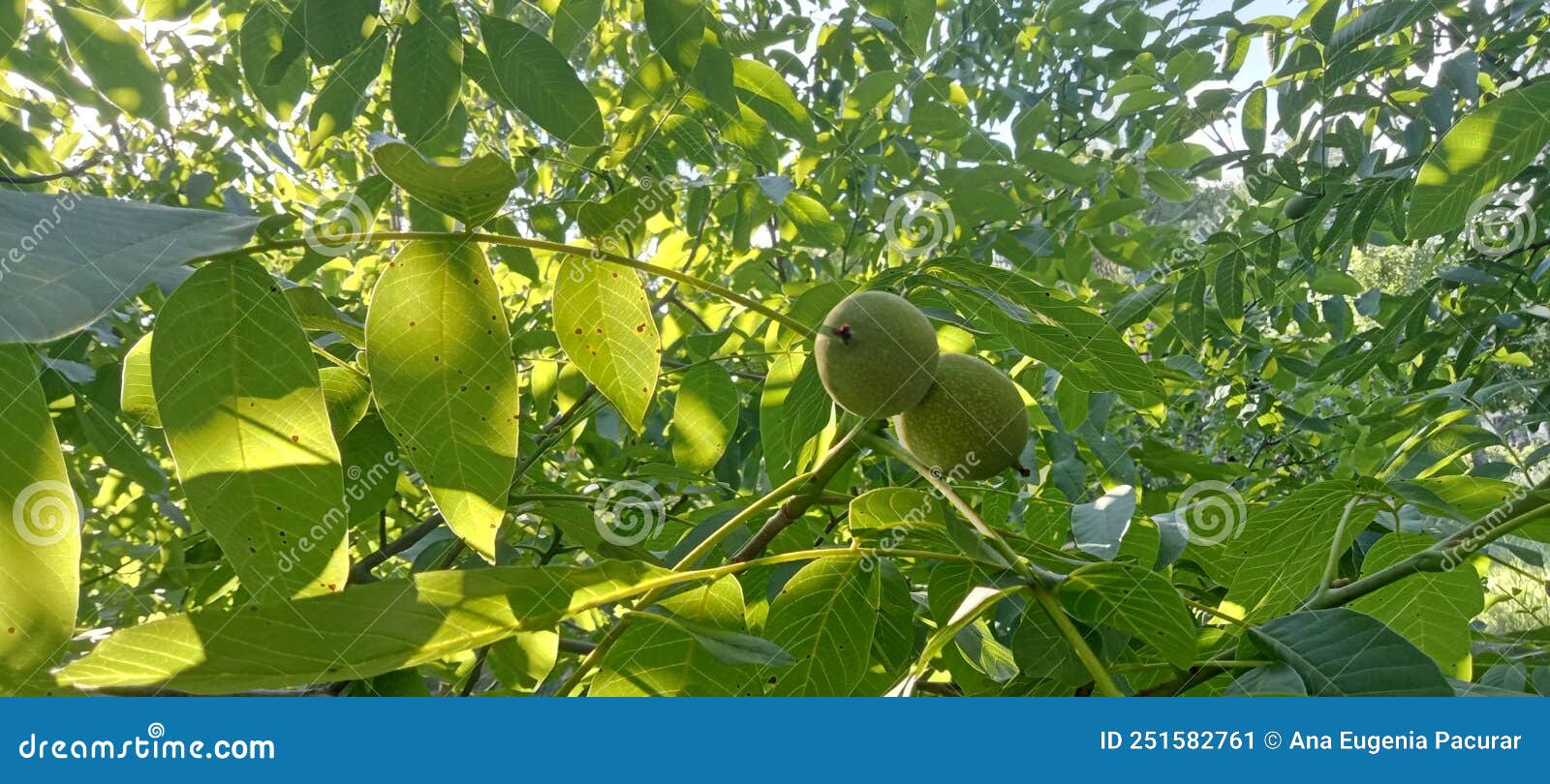 Summer Green Walnut Tree with Nuts Stock Image - Image of flower ...
