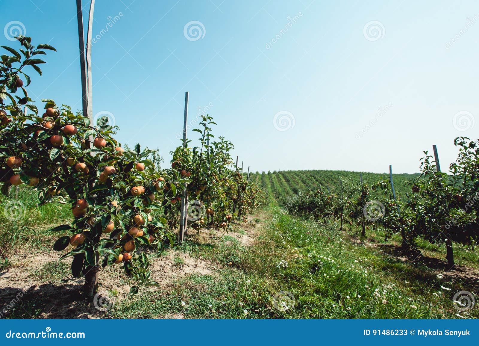 Summer Harvest of Apples. Young Apple Orchard, Rows of Trees Stock ...