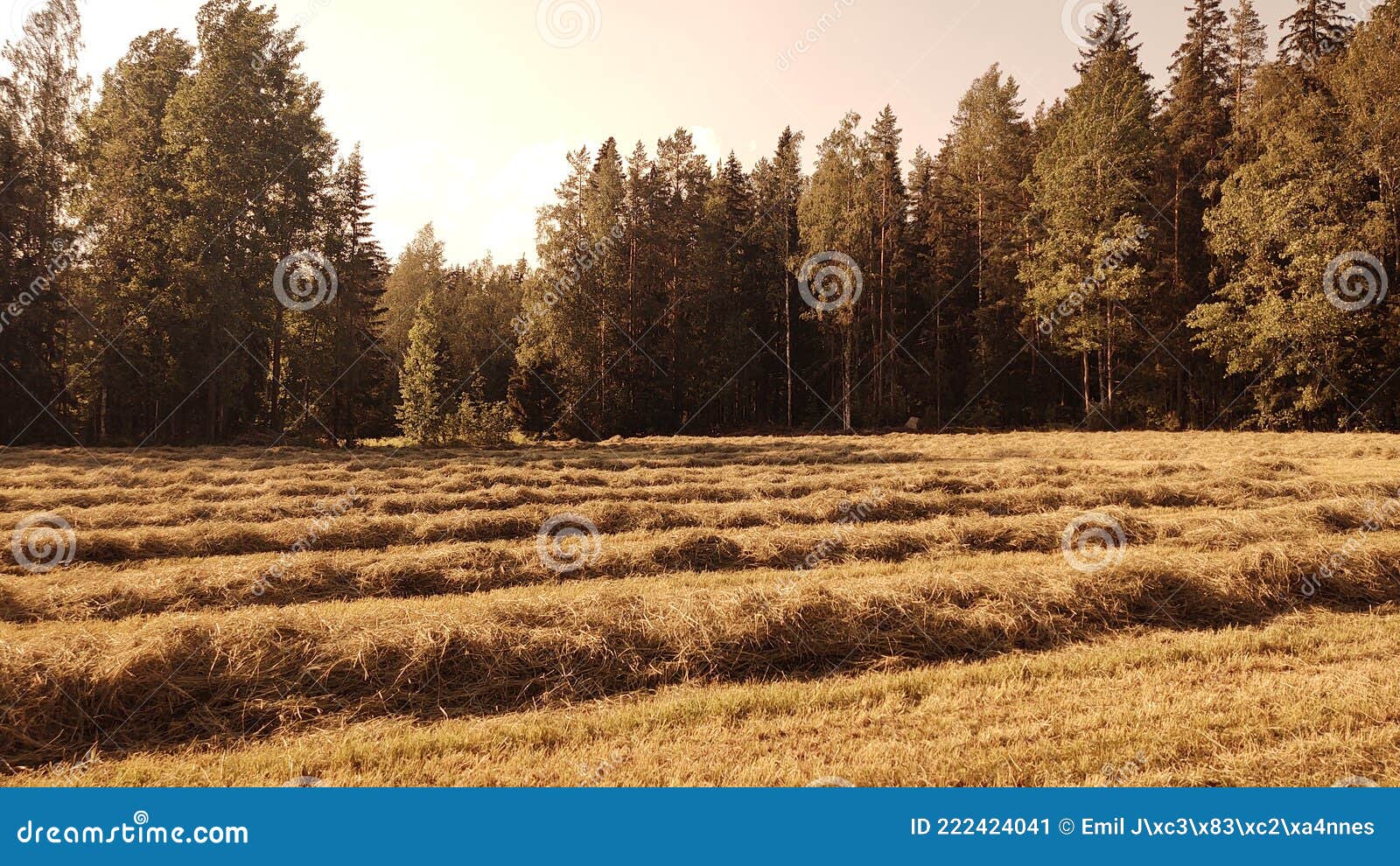 Summer Hay Field in Finland Stock Image - Image of forest, summer ...