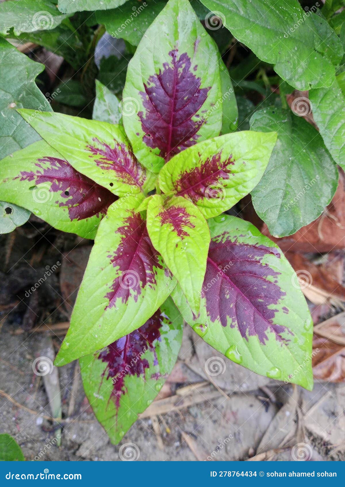 Summer Hot Red and Green Combination Tree Stock Photo - Image of tree ...