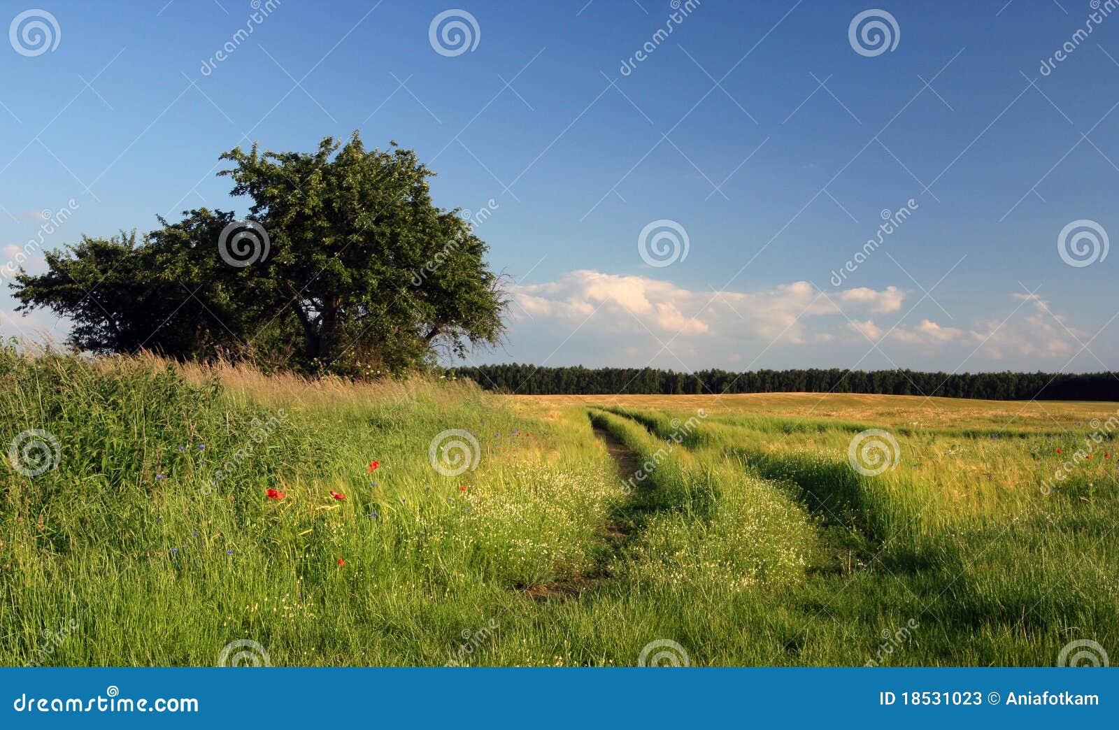 Summer idyll stock image. Image of powerful, grass, landscape - 18531023