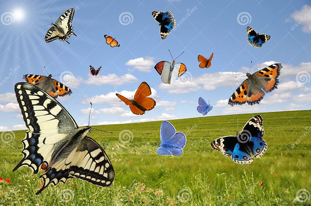 Summer idyll stock image. Image of animal, green, landscape - 25136235