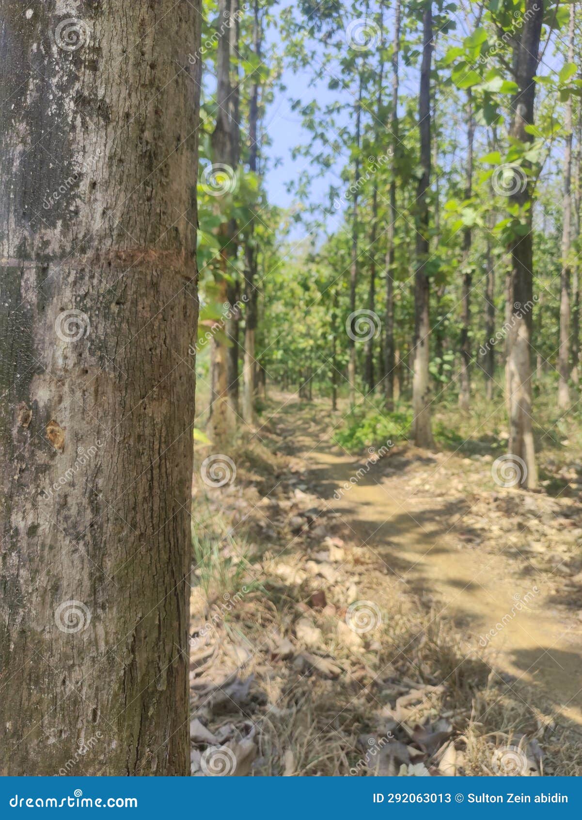 Summer in the Indonesian Teak Tree Forest Stock Image - Image of ...